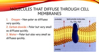 cell membranes.pptx