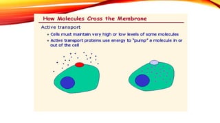 cell membranes.pptx