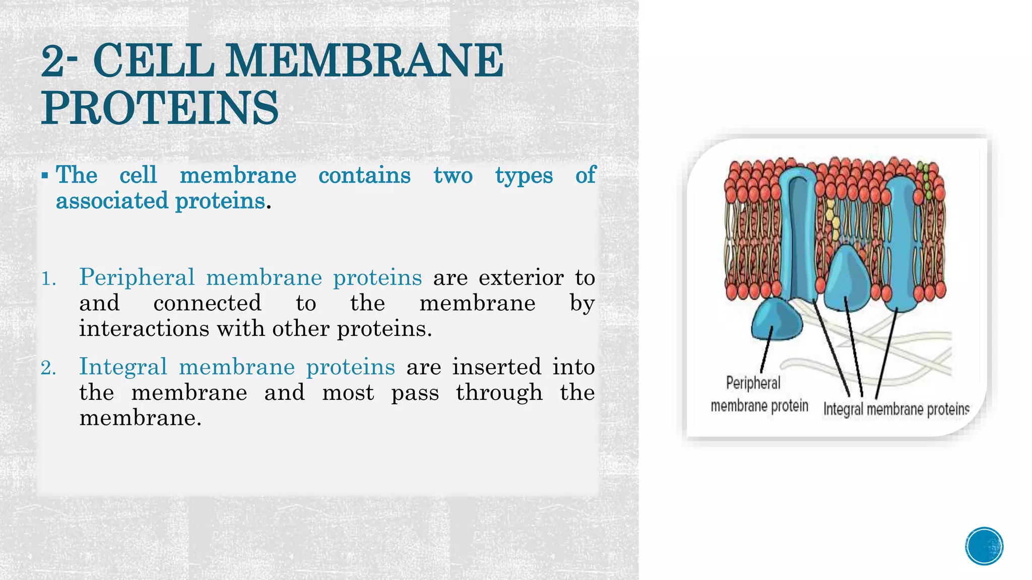 Cell membranes and their principal structure and function | PPT