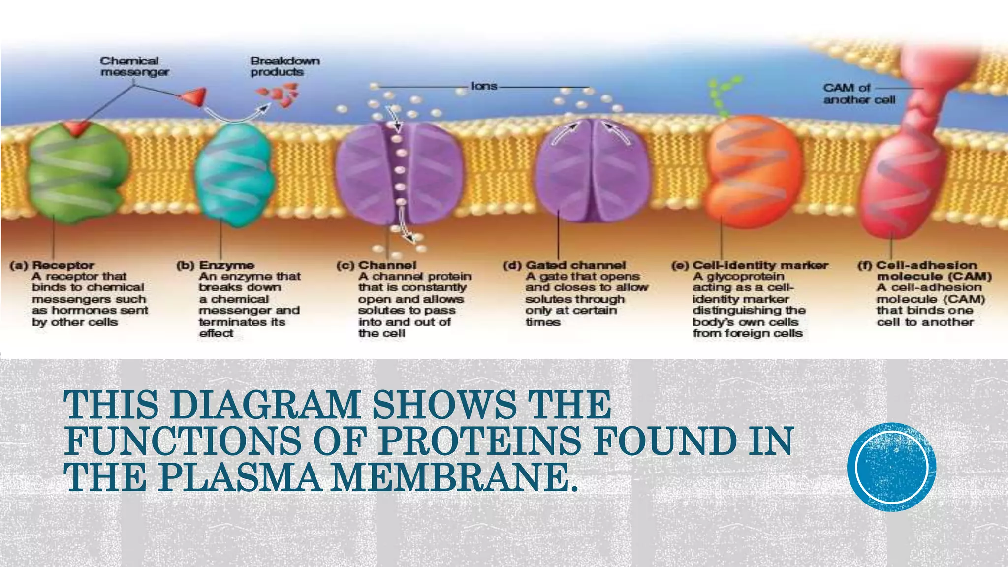 Cell membranes and their principal structure and function | PPT