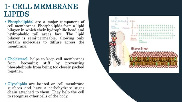 Cell membranes and their principal structure and function | PPT