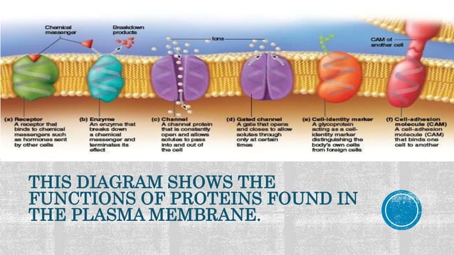 Cell membranes and their principal structure and function | PPT