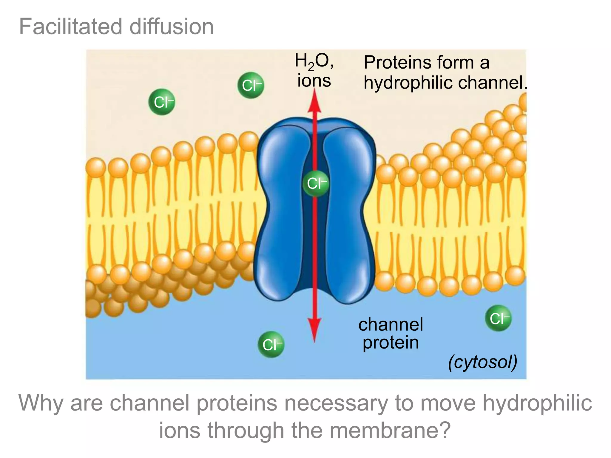 Cell Membranes by Maryam Sarwar.ppt