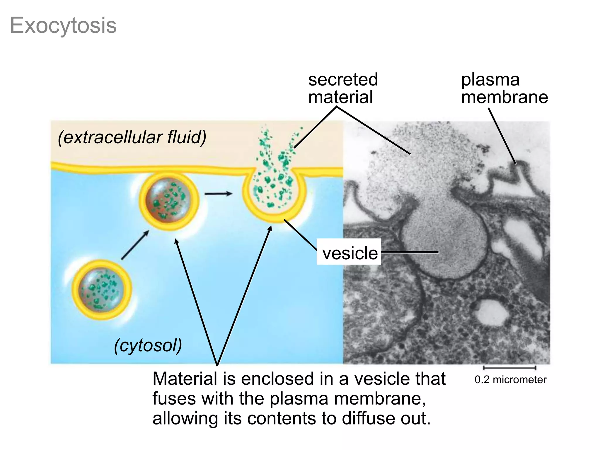 Cell Membranes by Maryam Sarwar.ppt