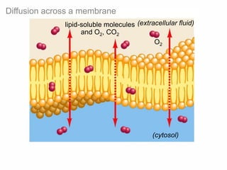 Cell Membranes by Maryam Sarwar.ppt