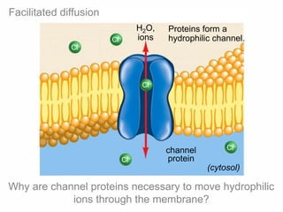 Cell Membranes by Maryam Sarwar.ppt