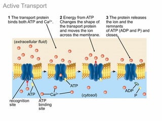Cell Membranes by Maryam Sarwar.ppt