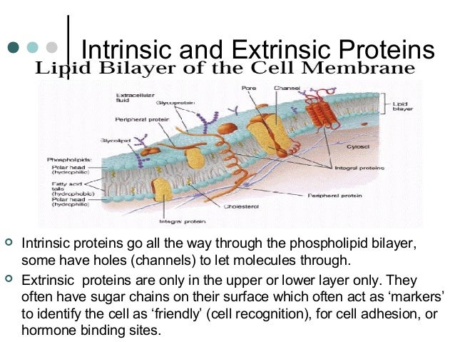 Cell membranes m pr