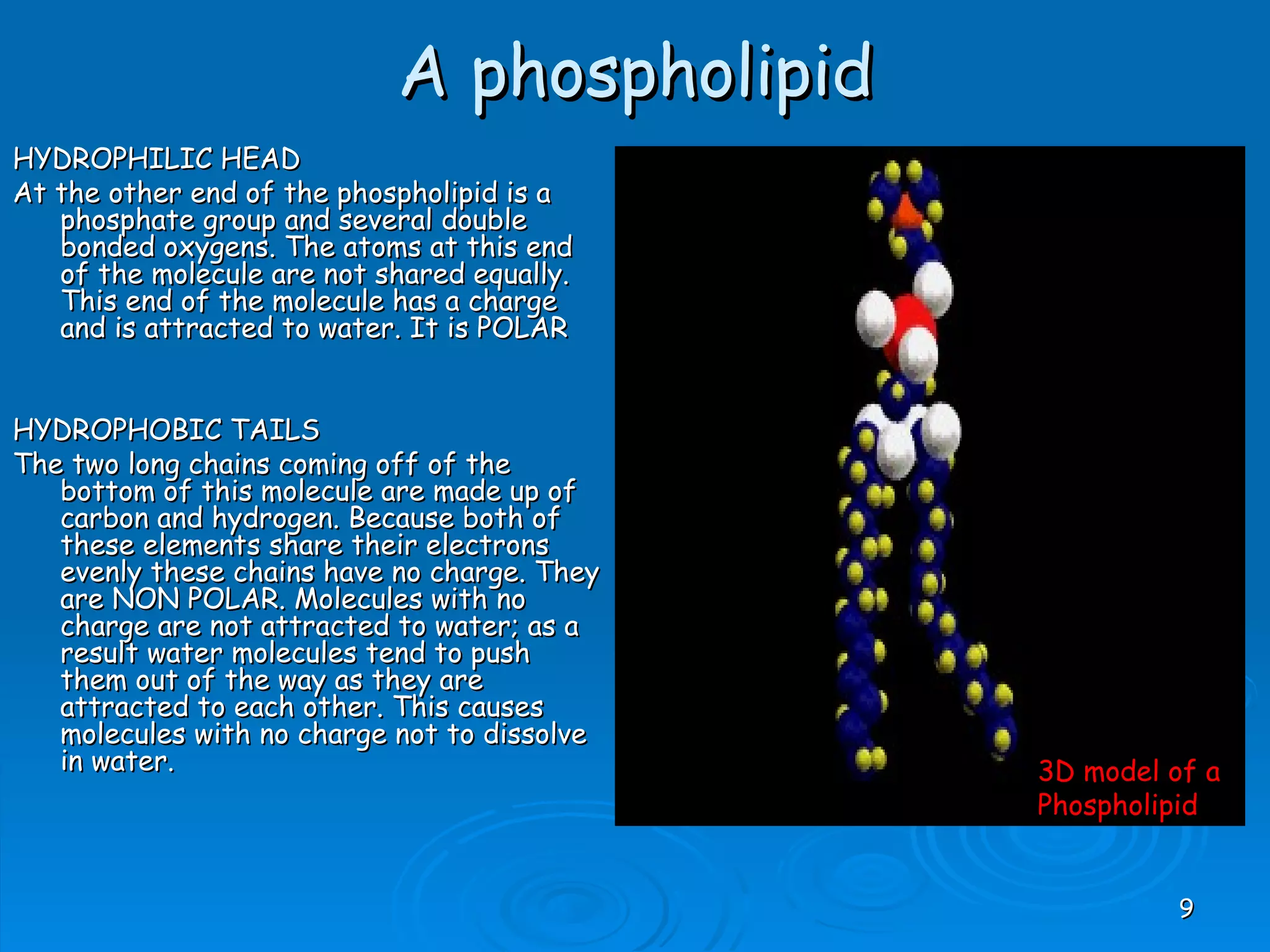 Cell Membranes | PPT