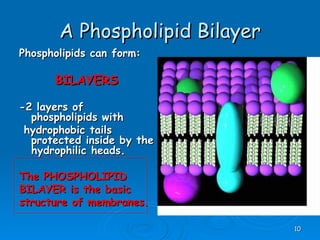 Cell Membranes | PPT