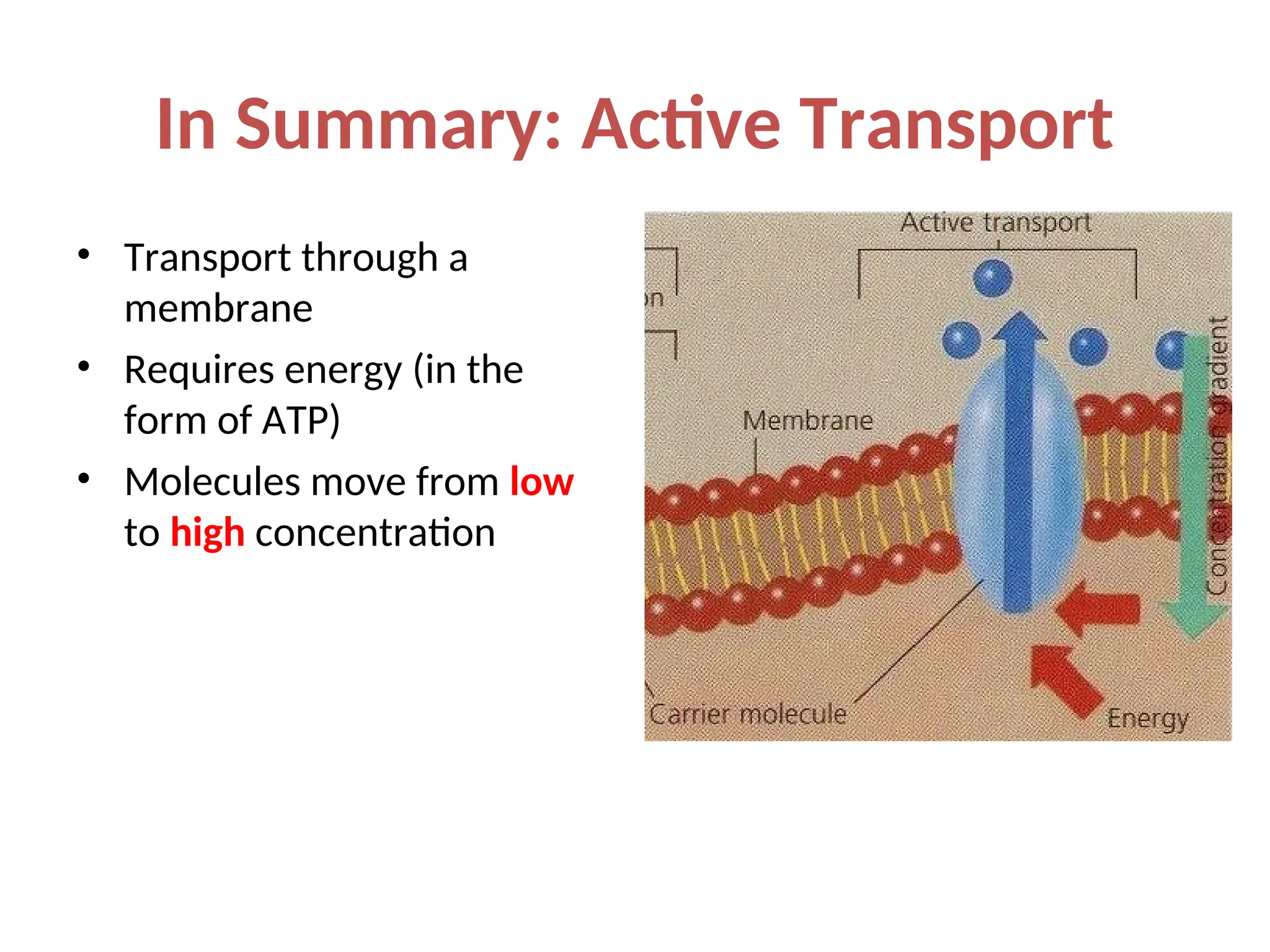 Cell Membranes Part II including Active Transport 1213h.ppt