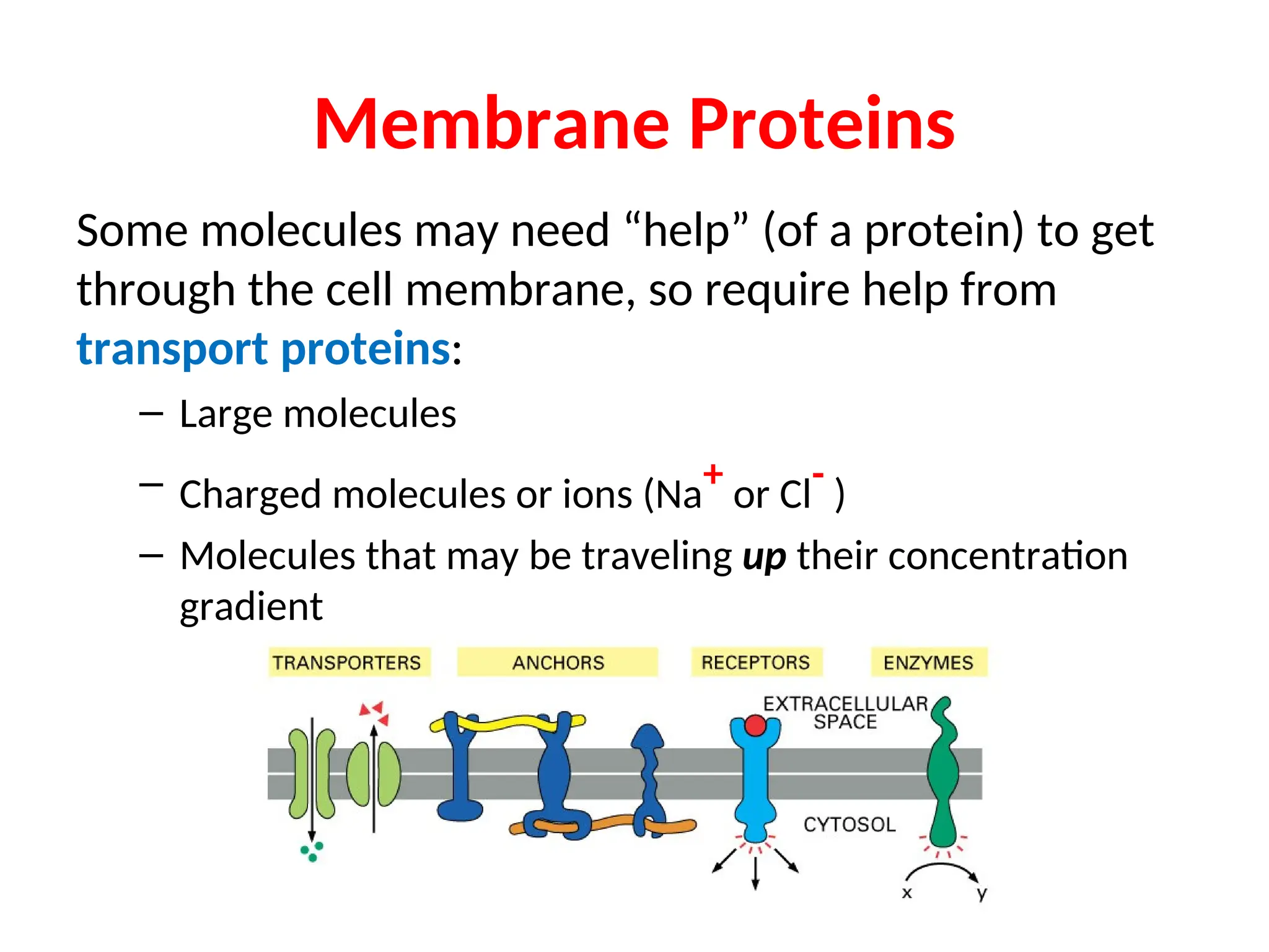Cell Membranes Part II including Active Transport 1213h.ppt