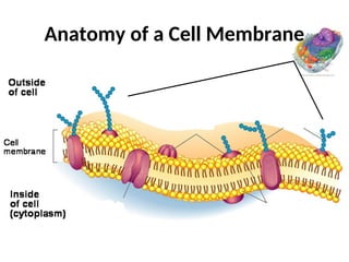 Cell Membranes Part II including Active Transport 1213h.ppt