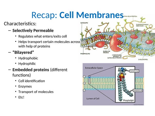 Cell Membranes Part II including Active Transport 1213h.ppt