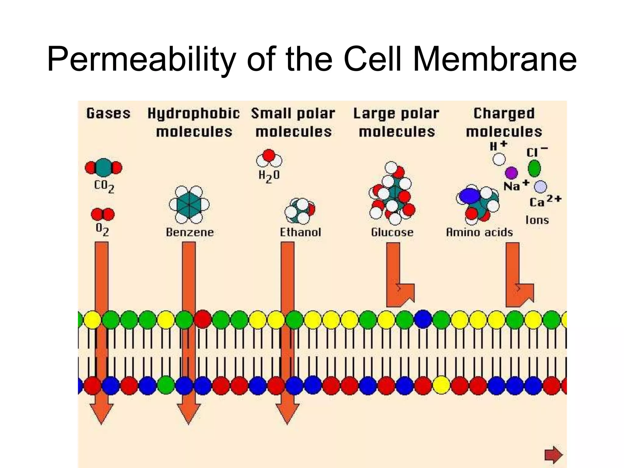 Cell membrane structure. &and functions | PPTX