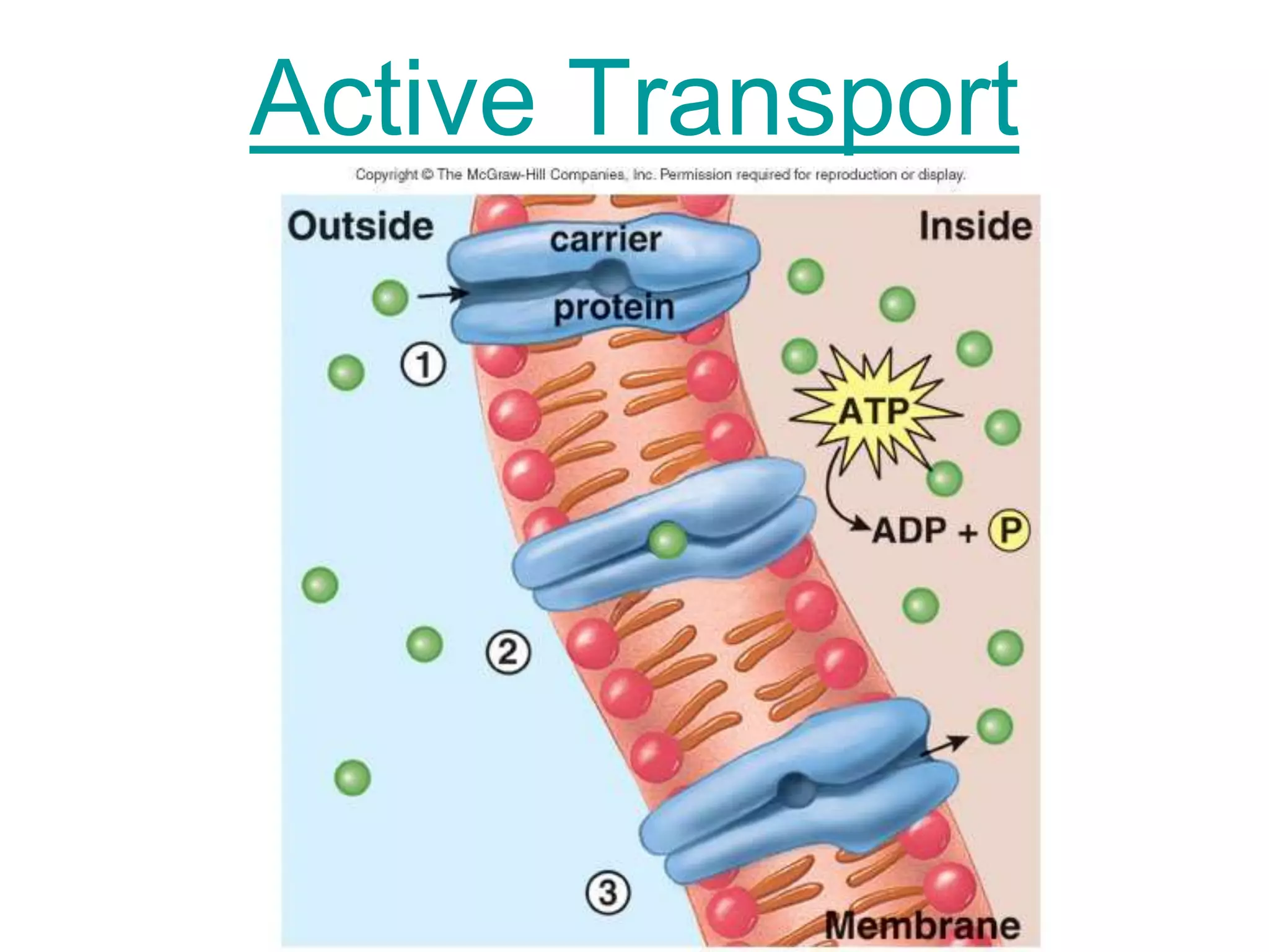 Cell membrane structure. &and functions | PPTX