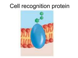 Cell membrane structure. &and functions | PPTX