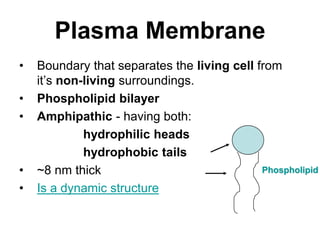Cell membrane structure. &and functions | PPTX
