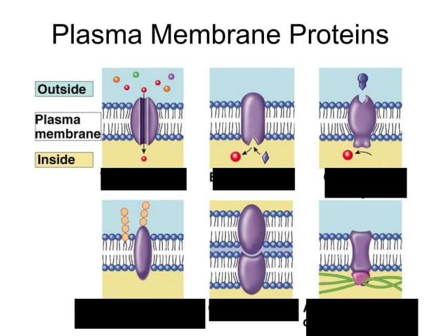 Cell membrane structure. &and functions | PPTX | Chemistry | Science