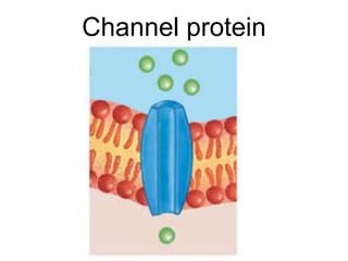 Cell membrane structure. &and functions | PPTX