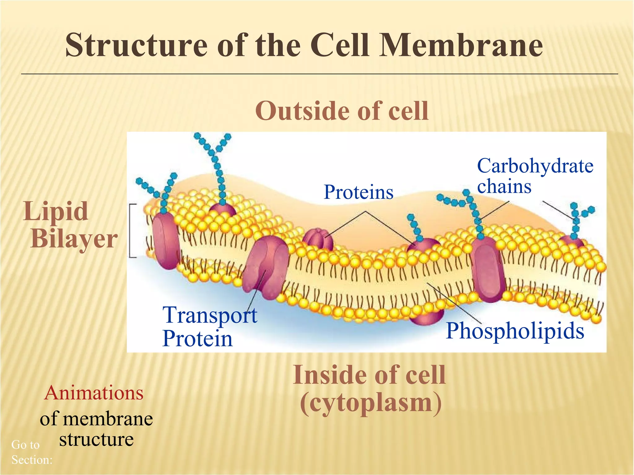 Cell membrane structure | PPT