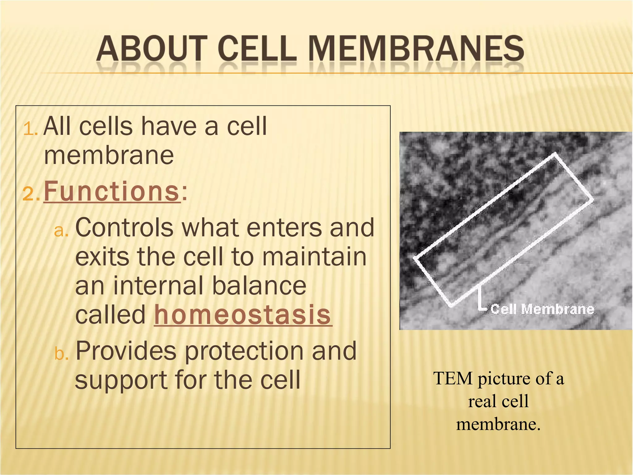 Cell membrane structure | PPT