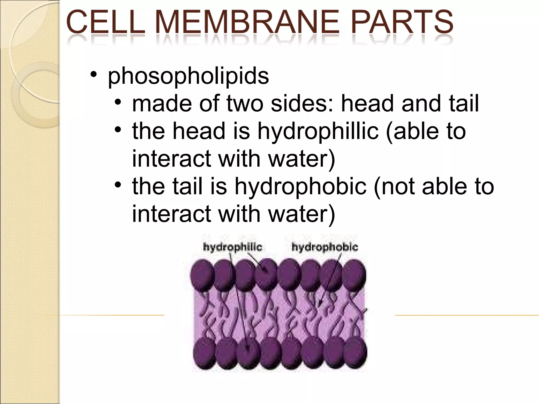 Cell membrane structure | PPT