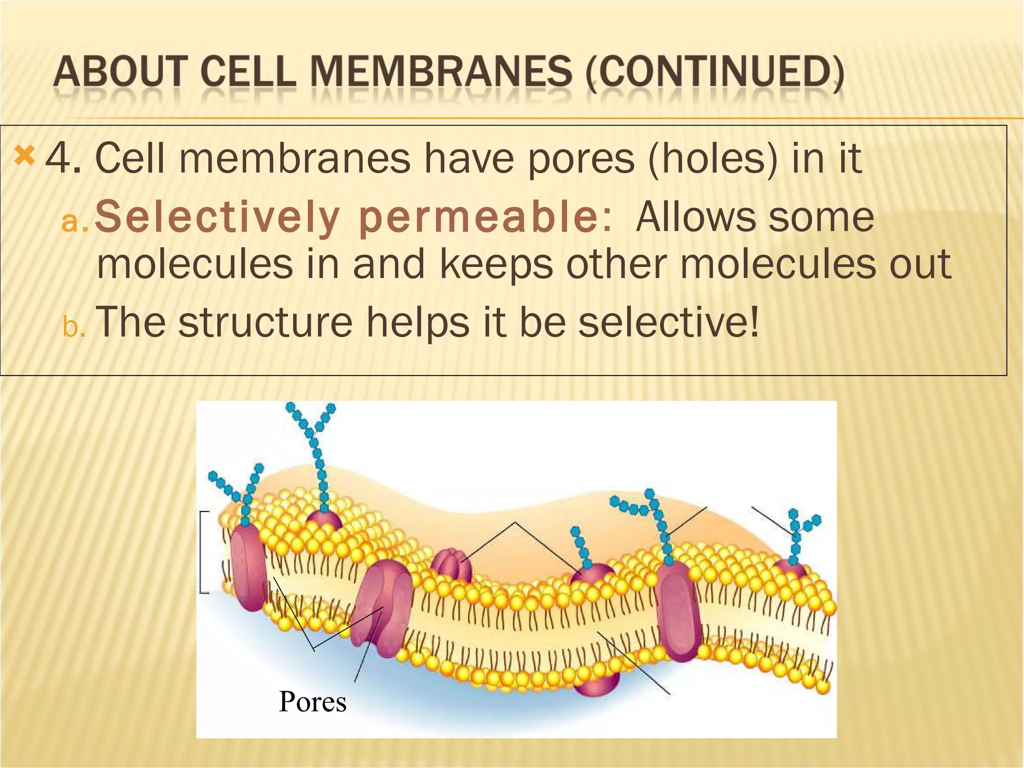 Cell membrane structure | PPT