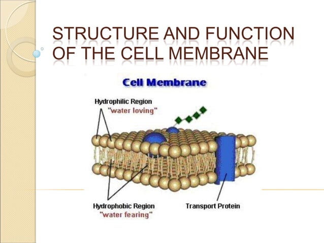 Cell membrane structure | PPT | Chemistry | Science