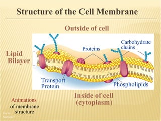 Cell membrane structure | PPT