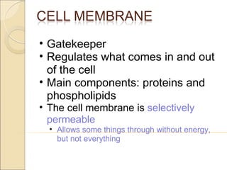 Cell membrane structure | PPT