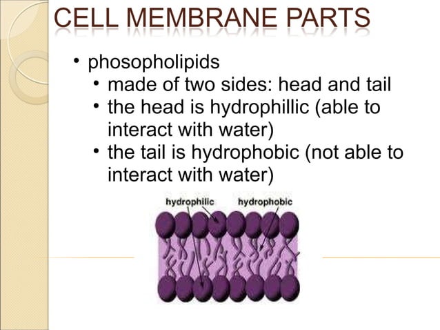 Cell membrane structure | PPT | Chemistry | Science