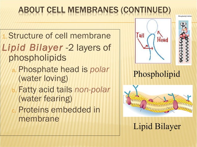Cell membrane structure | PPT | Chemistry | Science