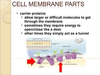 Cell membrane structure | PPT