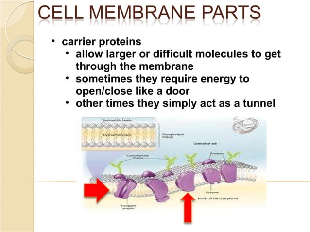 Cell membrane structure | PPT | Chemistry | Science