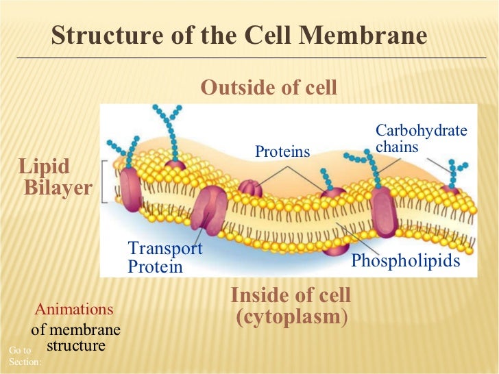 Cell membrane structure