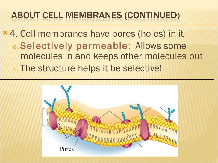 Cell membrane structure