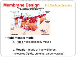 cell membrane structure.ppt
