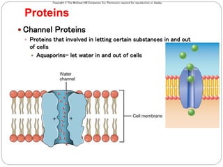 cell membrane structure.ppt
