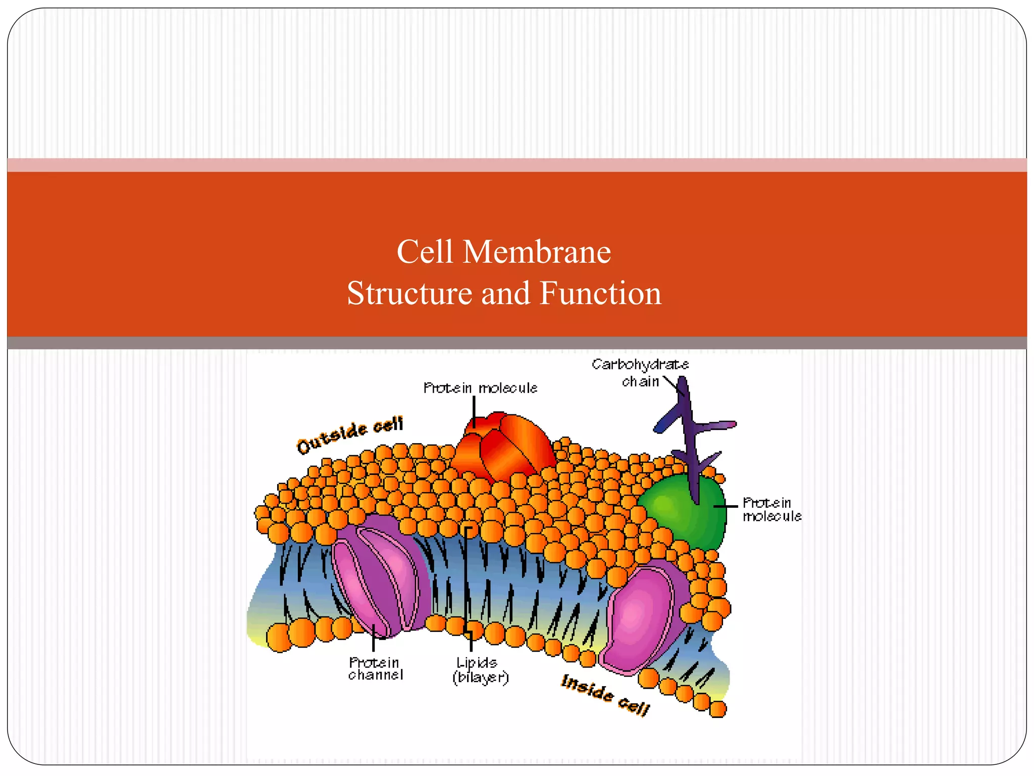 cell membrane structure.ppt