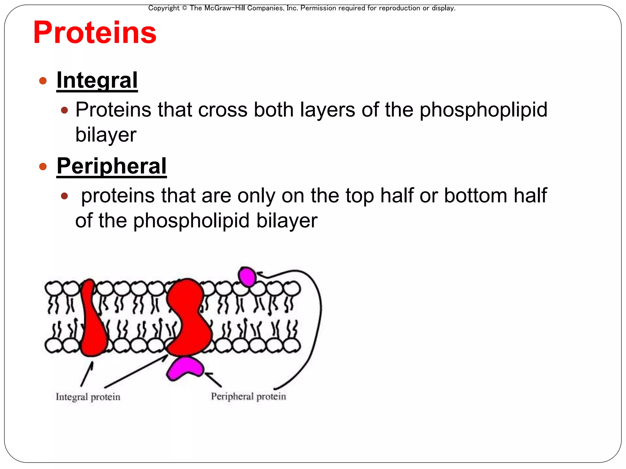 cell membrane structure.ppt | Chemistry | Science