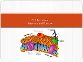 Cell Membrane Structure And Function Animation