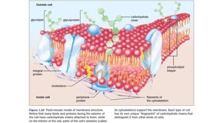 Cell Membrane Structure.pptx