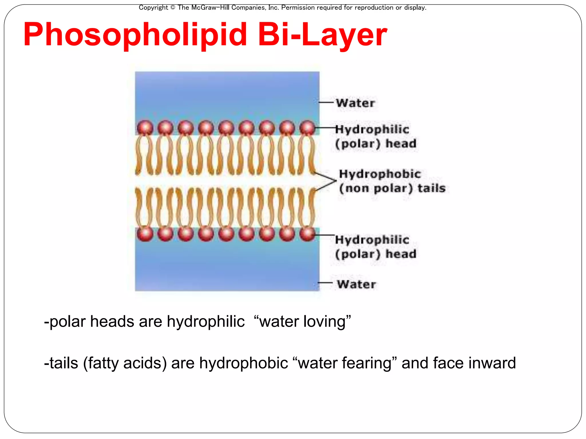 cell membrane structure.ppt