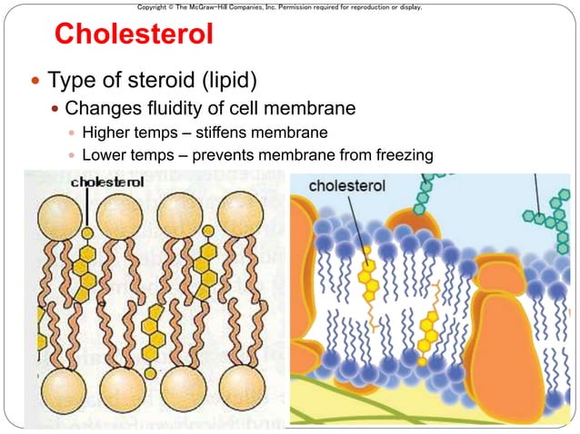 cell membrane structure.ppt | Chemistry | Science