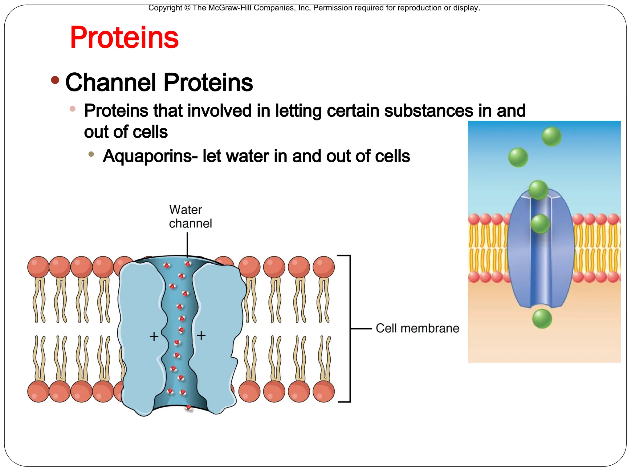 cell membrane structure for cell biology students.ppt