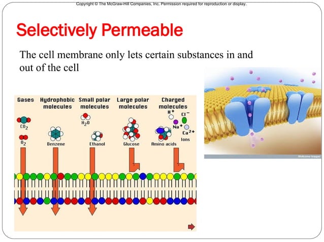 cell membrane structure for cell biology students.ppt