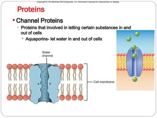 cell membrane structure for cell biology students.ppt