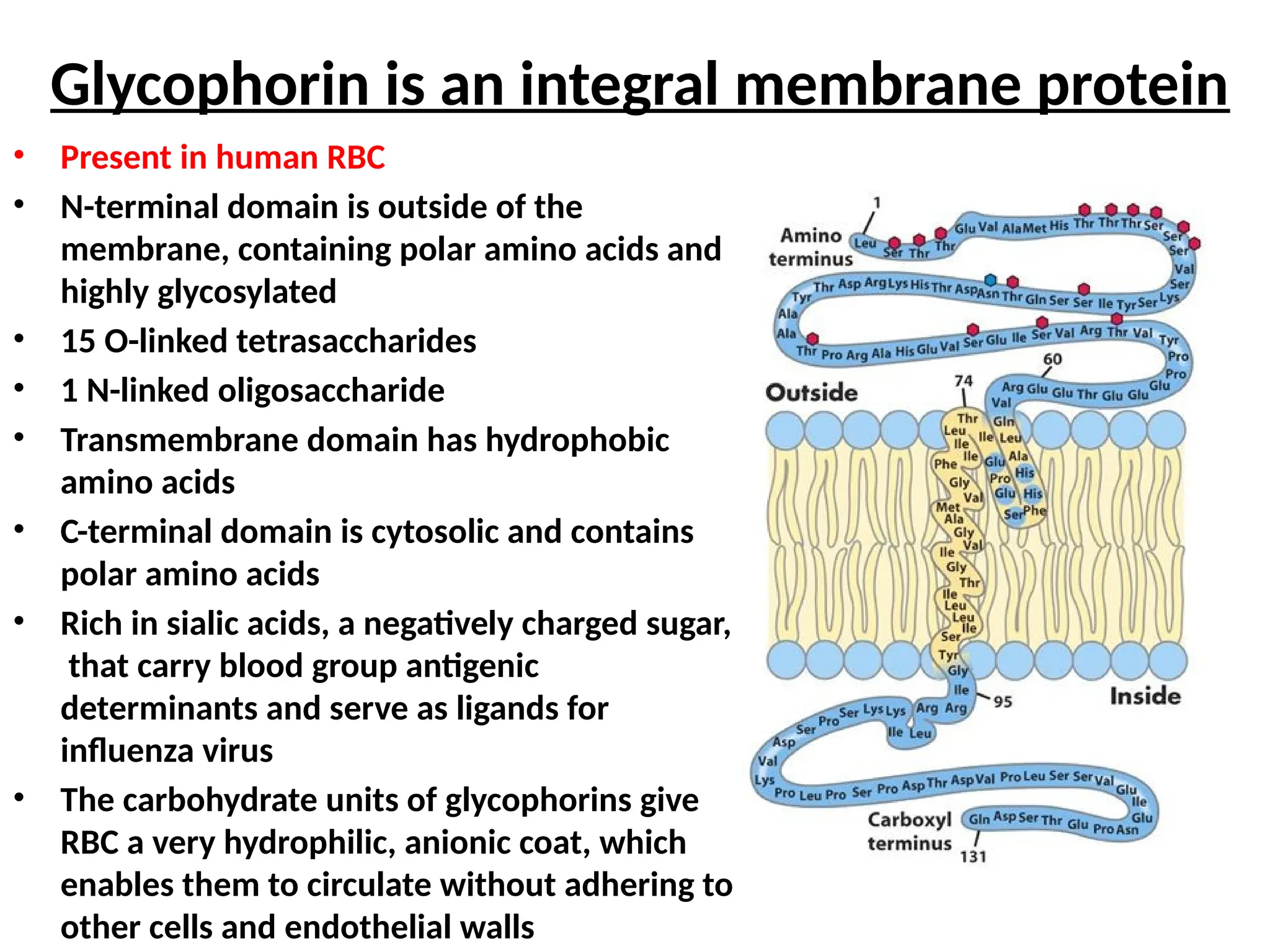 cell membrane (structure) and function.pptx