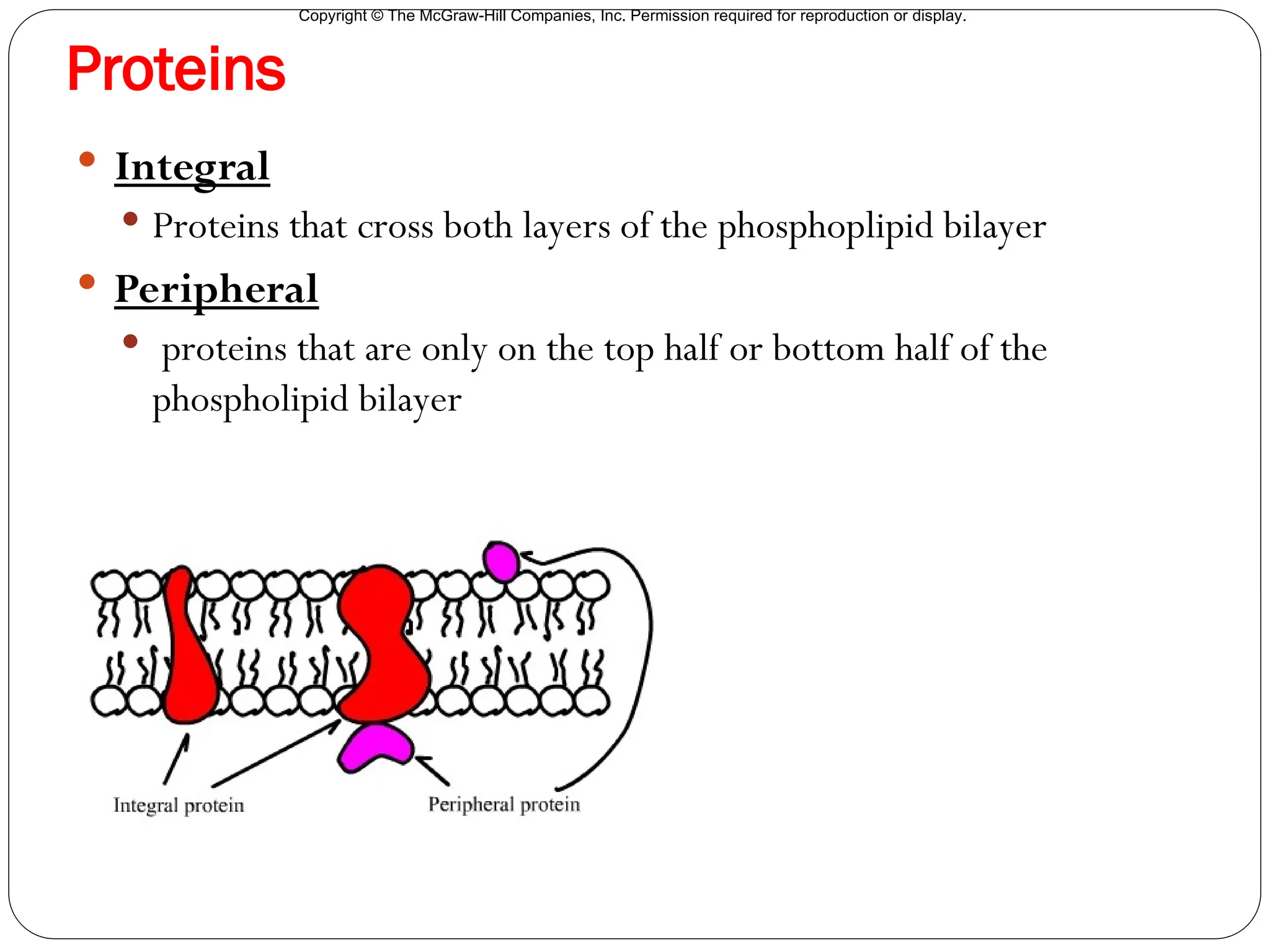 The cell's plasma membrane structure.ppt